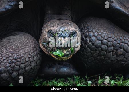 Galapagos giant tortoise feeding in the countryside Stock Photo - Alamy