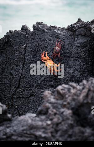 Sally lightfoot crabs on volcanic rocks in the Galapagos Islands Stock ...