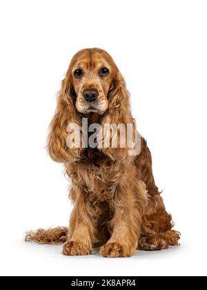 Handsome brown senior Cocker Spaniel dog, laying down side ways. Head ...