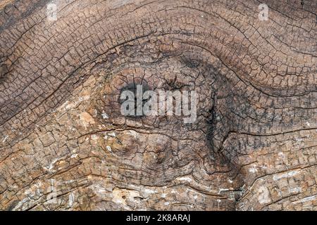 Old, knotty olive tree in the park in Sirmione in Italy Stock Photo - Alamy
