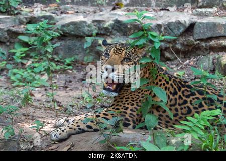 Female jaguar in zoo cage in Chiapas, Mexico. Big cat (Panthera onca ...