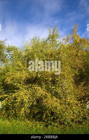 Early Autumn woodland images taken in the UK Stock Photo - Alamy