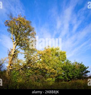 Early Autumn woodland images taken in the UK Stock Photo - Alamy