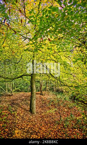 Early Autumn woodland images taken in the UK Stock Photo - Alamy