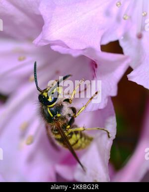 Wasp bathing in the sunshine on a pink azalea Stock Photo - Alamy