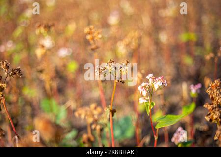 Buckwheat after frost. Frozen leaves and flowers of Buckwheat. Plants ...