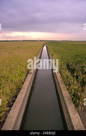 Irrigation channel in a rice paddy field. Lining the channel are ...