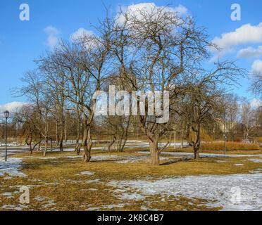 Old apple orchard in Kurakina Dacha park in St. Petersburg in early ...