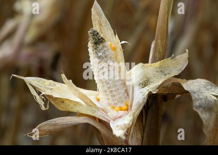 Corn cob eaten by animals pests, animals in crop field Stock Photo - Alamy