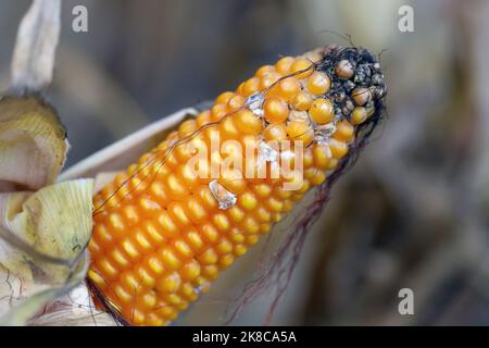 Fusarium ear rot symptoms on kernels. A serious disease of maize caused ...