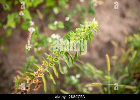 Black Henbane (Hyoscyamus niger), fruit and seeds, studio picture Stock ...