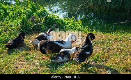 Family of ducks cleaning them self Stock Photo - Alamy
