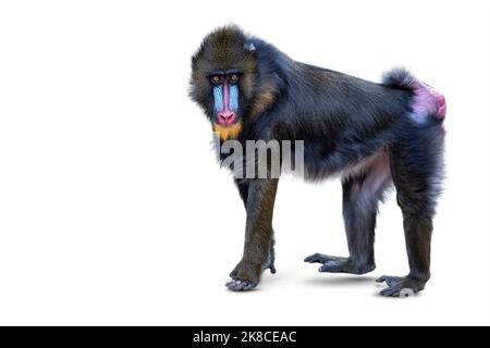 Mandrill isolated on white background. Walking monkey, side view ...