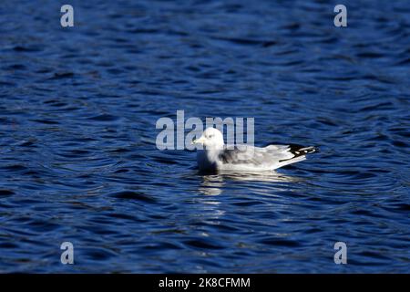 Gulls Linlithgow loch Stock Photo - Alamy