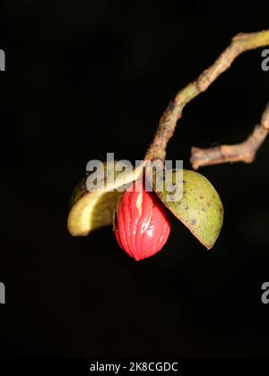 Open fruits of Virola sebifera (Myristicaceae Stock Photo - Alamy