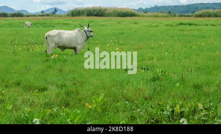 cows in the middle of the rice field Stock Photo - Alamy