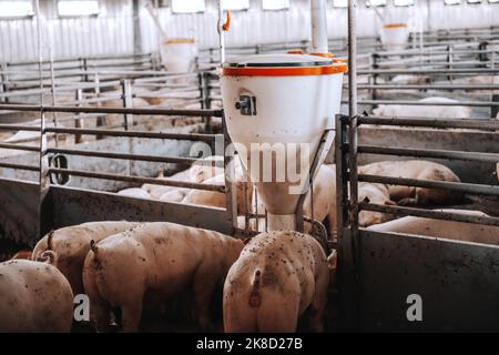 Picture of lots of fat adult pigs eating at animal barn. Meat ...