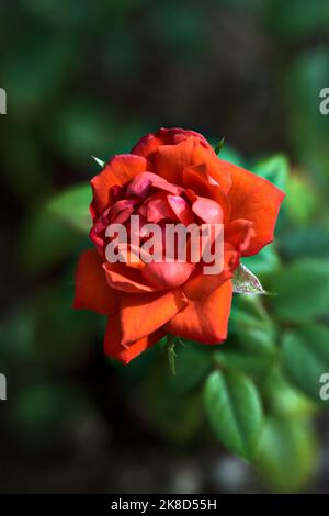 Red rose in bloom seen up close Stock Photo - Alamy