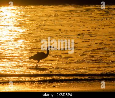 A shorebird hunts along the beach near sunset in Carlsbad Village ...