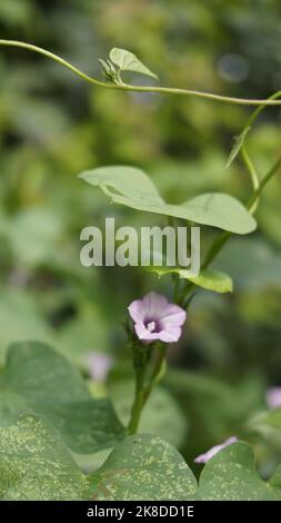 Ipomoea triloba also known as Little bell, Three lobed morning glory ...