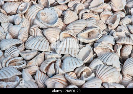 Some shells in the village on Fadiouth island, Senegal Stock Photo - Alamy