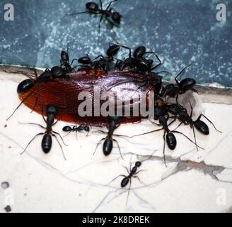 Asian bullet ants (Diacamma indicum) carrying a dead cockroach : (pix ...