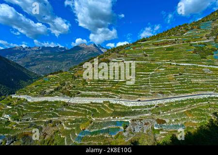 Vineyard terraces on a steep slope at the highest vineyard in ...