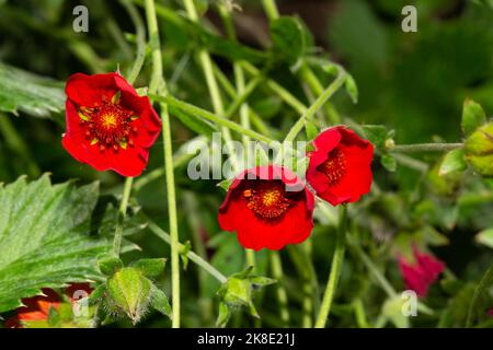 Blood red cinquefoil three open red flowers Stock Photo - Alamy