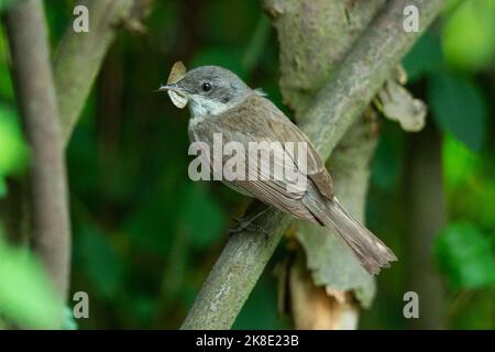 Clapper Warbler with Food in Beak Sitting on Branch Seen from Left ...