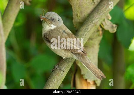 Clapper Warbler with Food in Beak Sitting on Branch Seen from Left ...