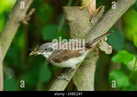 Clapper Warbler with Food in Beak Sitting on Branch Seen from Left ...