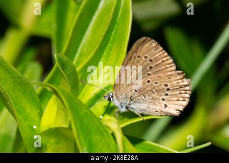 Mountain Alcon blue butterfly with closed wings sitting on green leaf ...