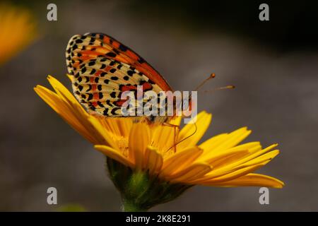 Red Melitaea butterfly with closed wings sitting on pink flower looking ...
