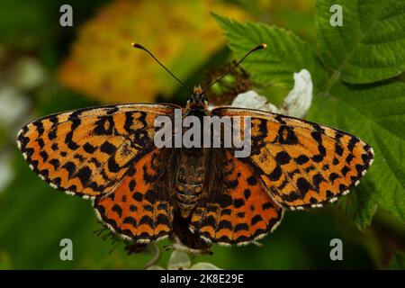 Red Melitaea butterfly butterfly with open wings sitting on pink flower ...