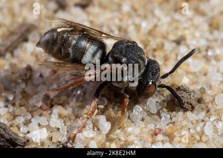 Epeolus sitting on sandy ground seen on right side Stock Photo - Alamy