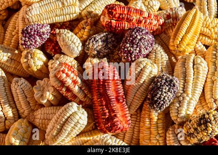 Colourful corn cobs laid out to dry, Andes, near Cusco, Peru, South ...