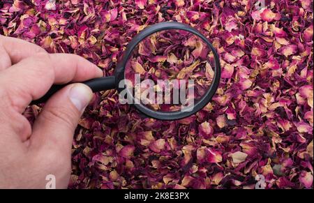 Magnifying glass in hand over dried rose petals Stock Photo - Alamy