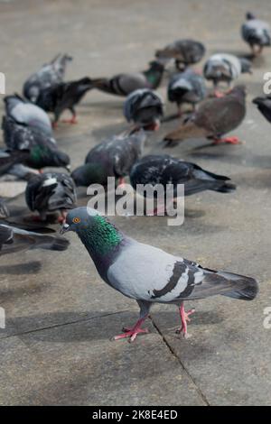 Lonely bird lives in the natural environment Stock Photo - Alamy