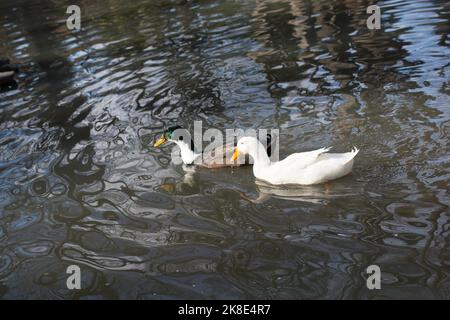 A few ducks swim in a pond in spring time Stock Photo - Alamy