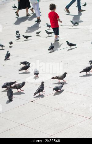 Lonely bird lives in the natural environment Stock Photo - Alamy