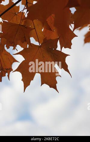 Bright red maple leaves bursting with the fall colors Stock Photo - Alamy