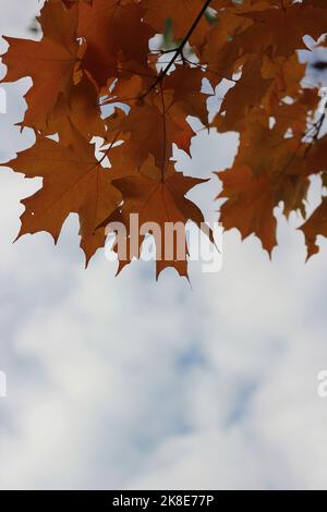 Bright red maple leaves bursting with the fall colors Stock Photo - Alamy