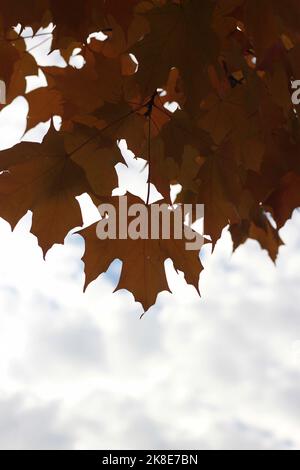 Bright red maple leaves bursting with the fall colors Stock Photo - Alamy