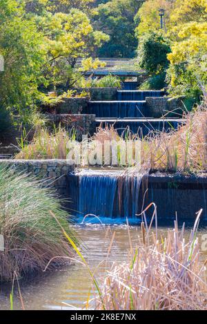 Constructed waterfall landscape and native a wetland area at the inner ...