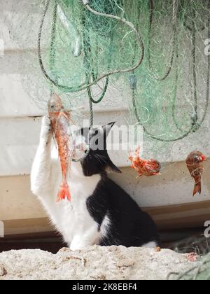 Cute cat catches fish in a fisher net Stock Photo - Alamy