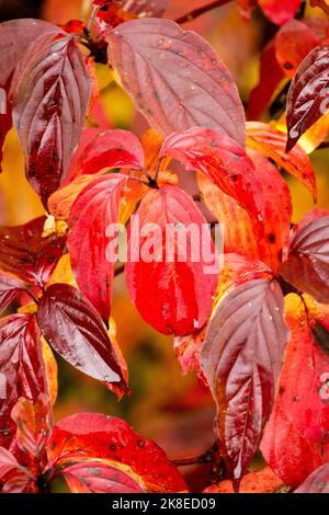 A dogwood tree in its fall foliage among the redwood trees in Yosemite ...