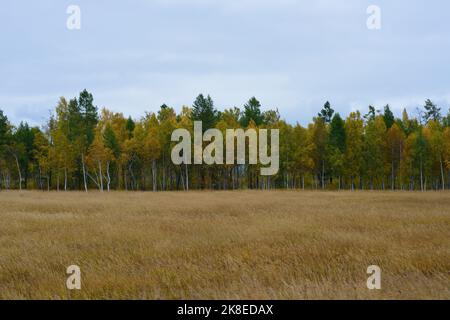 Autumn landscape with forest taiga of Buryatia, near Baikal lake Stock ...