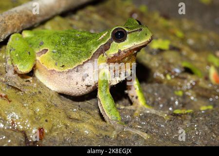 Male of European tree frog (Hyla arborea) sitting on dry cattail leaf ...