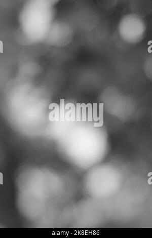 Blurry dreamy view of the sun shimmering thru the leaves on the trees ...