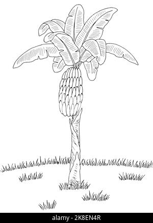 Banana Tree Coloring Page